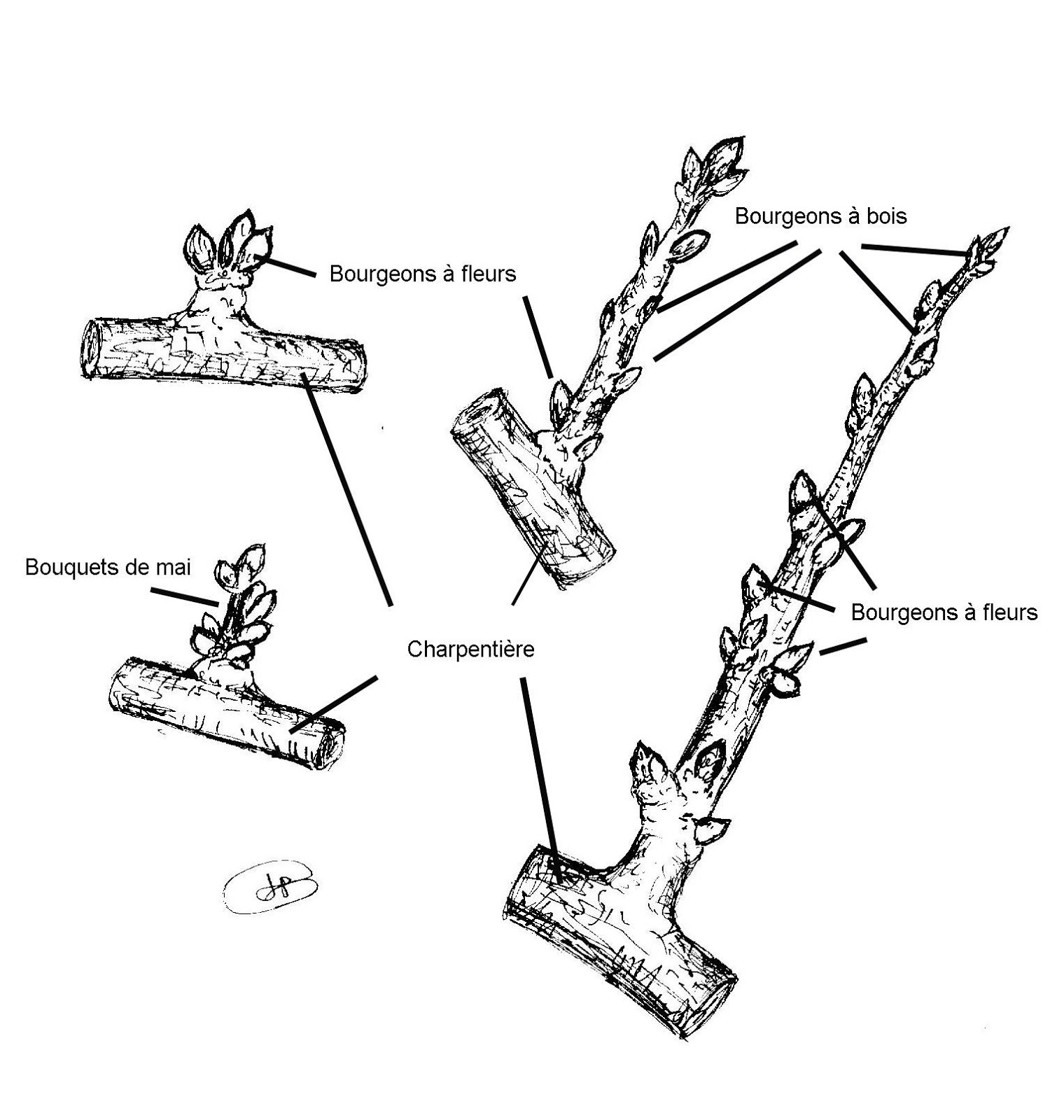 Les secrets de la taille et de la greffe des arbres fruitiers bio ...