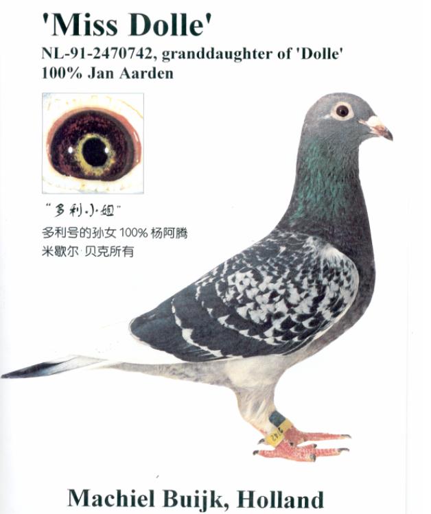 janaardenhoues: The Gold of the Jan Aarden Strain