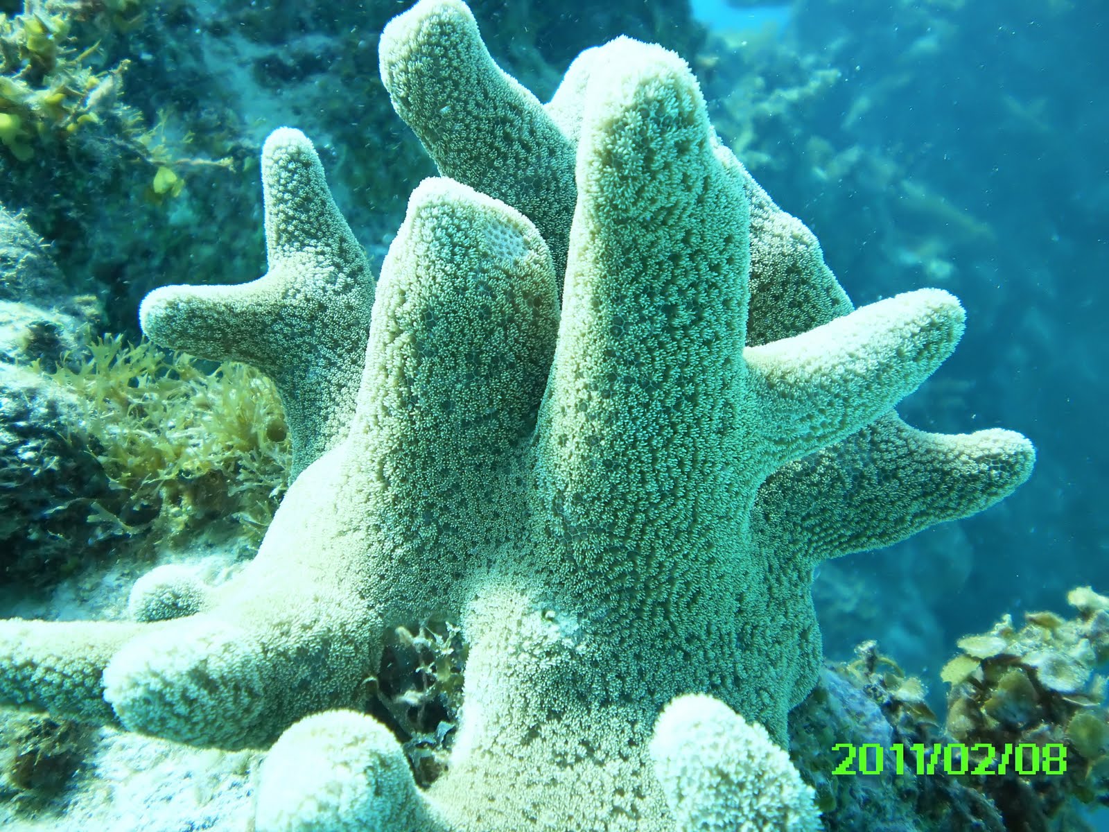 ISLA DE PROVIDENCIA, SCUBA en Old Providence Island un paraíso sagrado ...