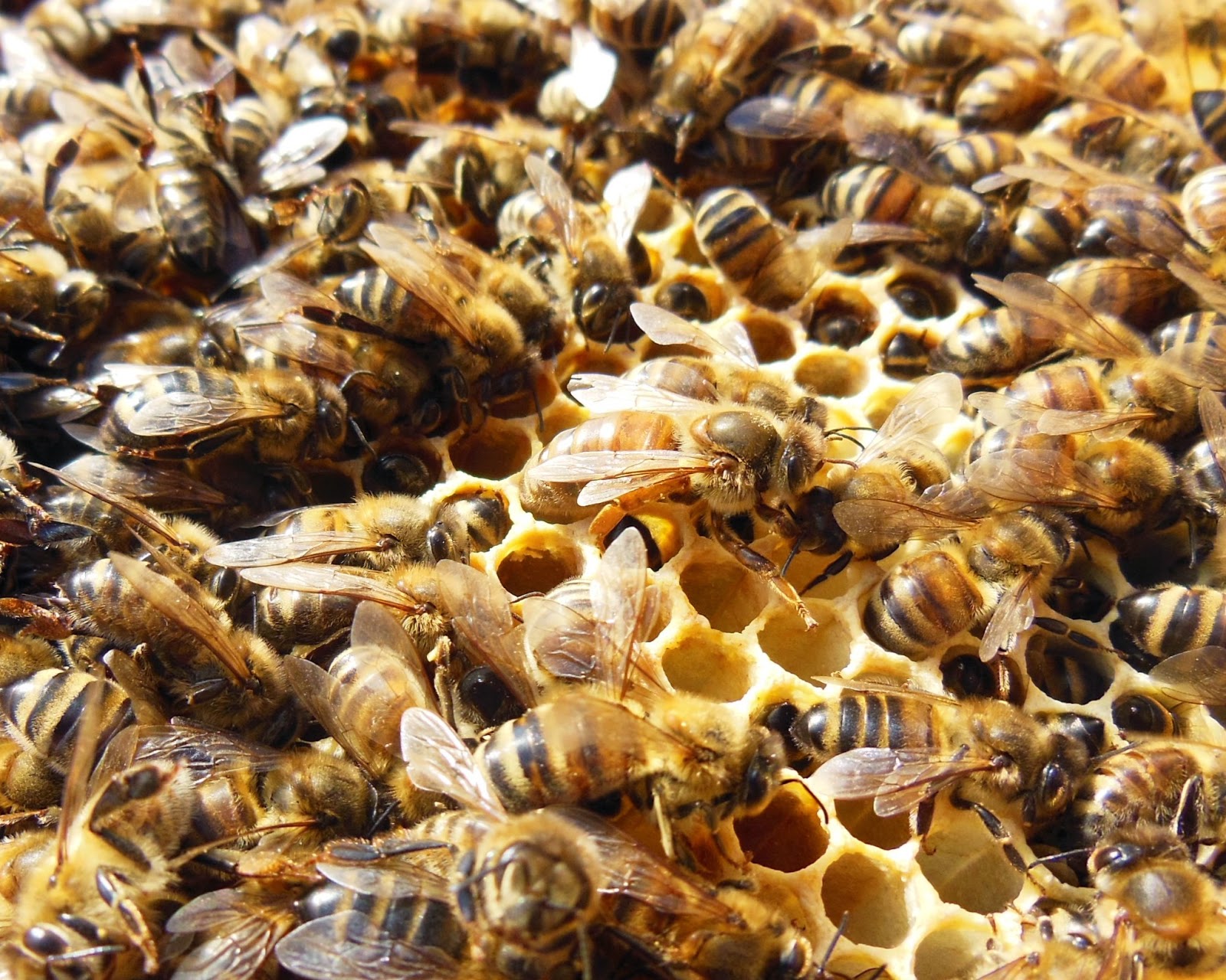 The Peace Bee Farmer: January 2015