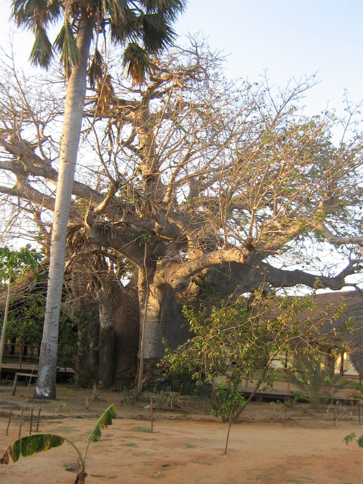 O embondeiro | Cova do Urso