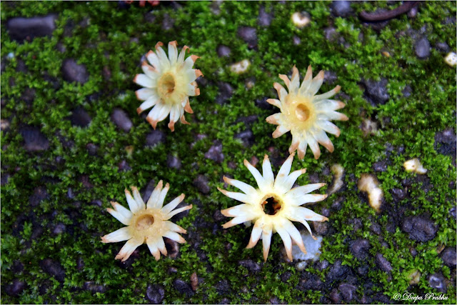 Bakul flowers - Random Photography