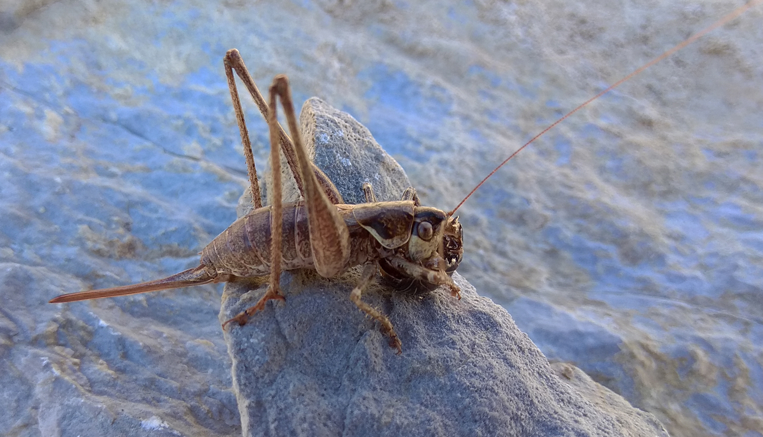 Ojolince y Sra.: Los Roblones y el pico de La Celada