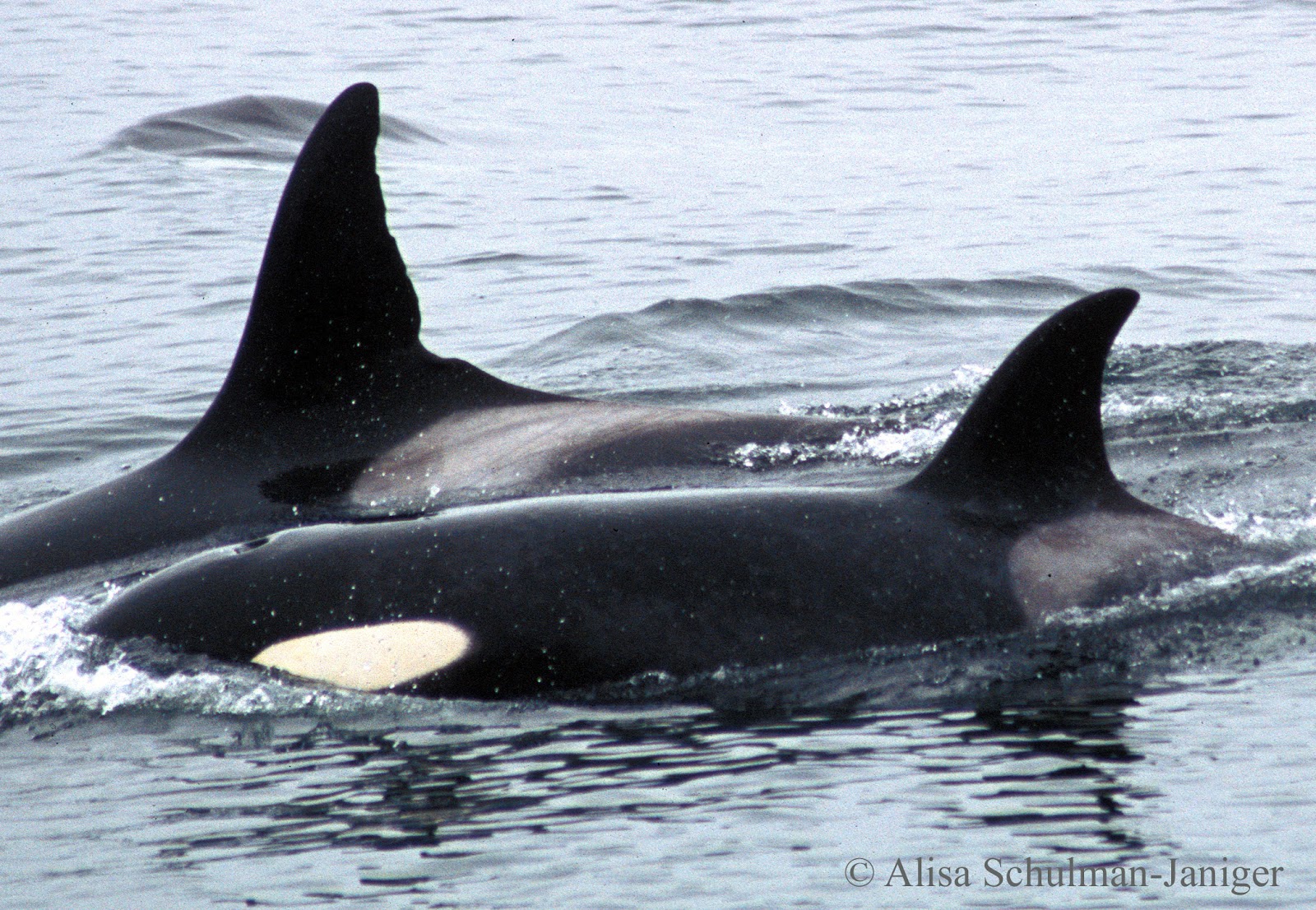 Orca Aware: Orca of the World