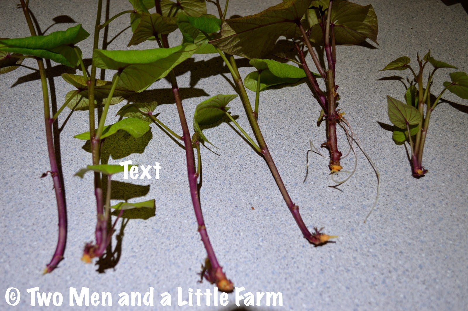 Two Men and a Little Farm: HOW TO GROW SWEET POTATO SLIPS