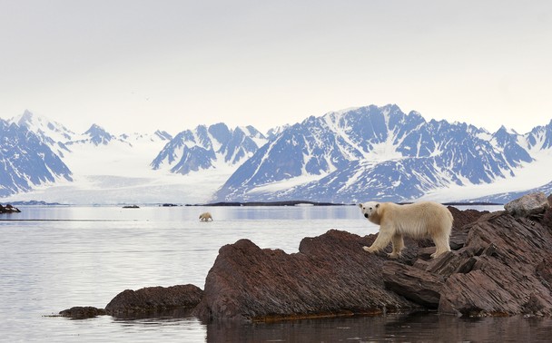 White Wolf : National Geographic's 2011 Photography Contest