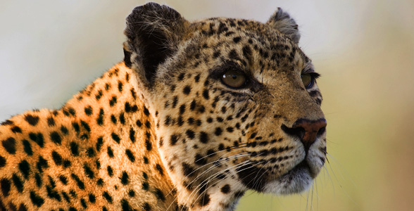 Boringly Cool: Leopard Queen