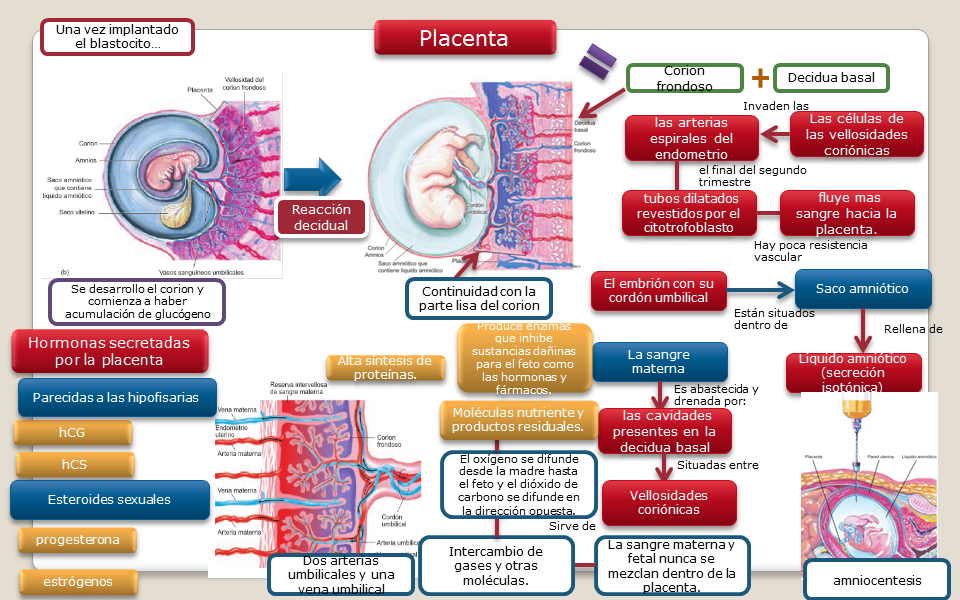 Fisiología Básica Placenta