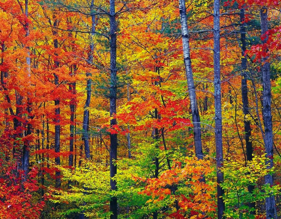 Floresta Temperada Sazonal & Pluvial