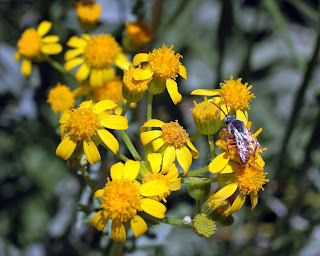 Flora and Fauna in the West: Wildflowers of Yellowstone and Grand Teton