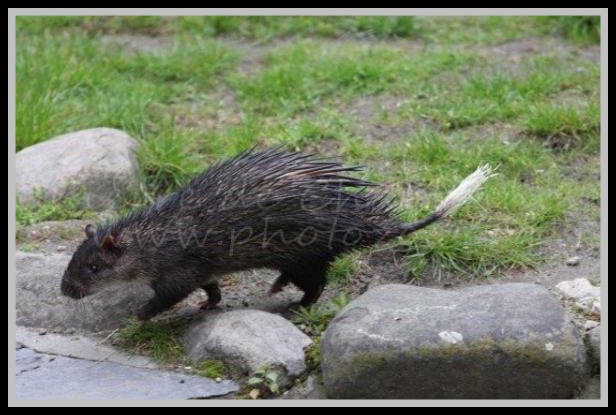 Beszamel i spółka bez ograniczeń: Jeżozwierze Starego Świata. Rodzina ...