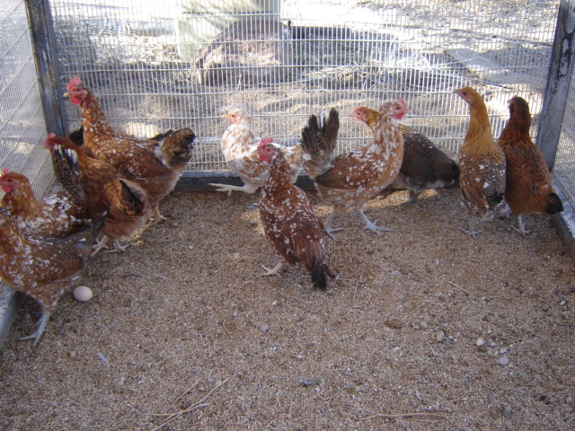 Aloha Chickens: A Visit to Stephen's Farm