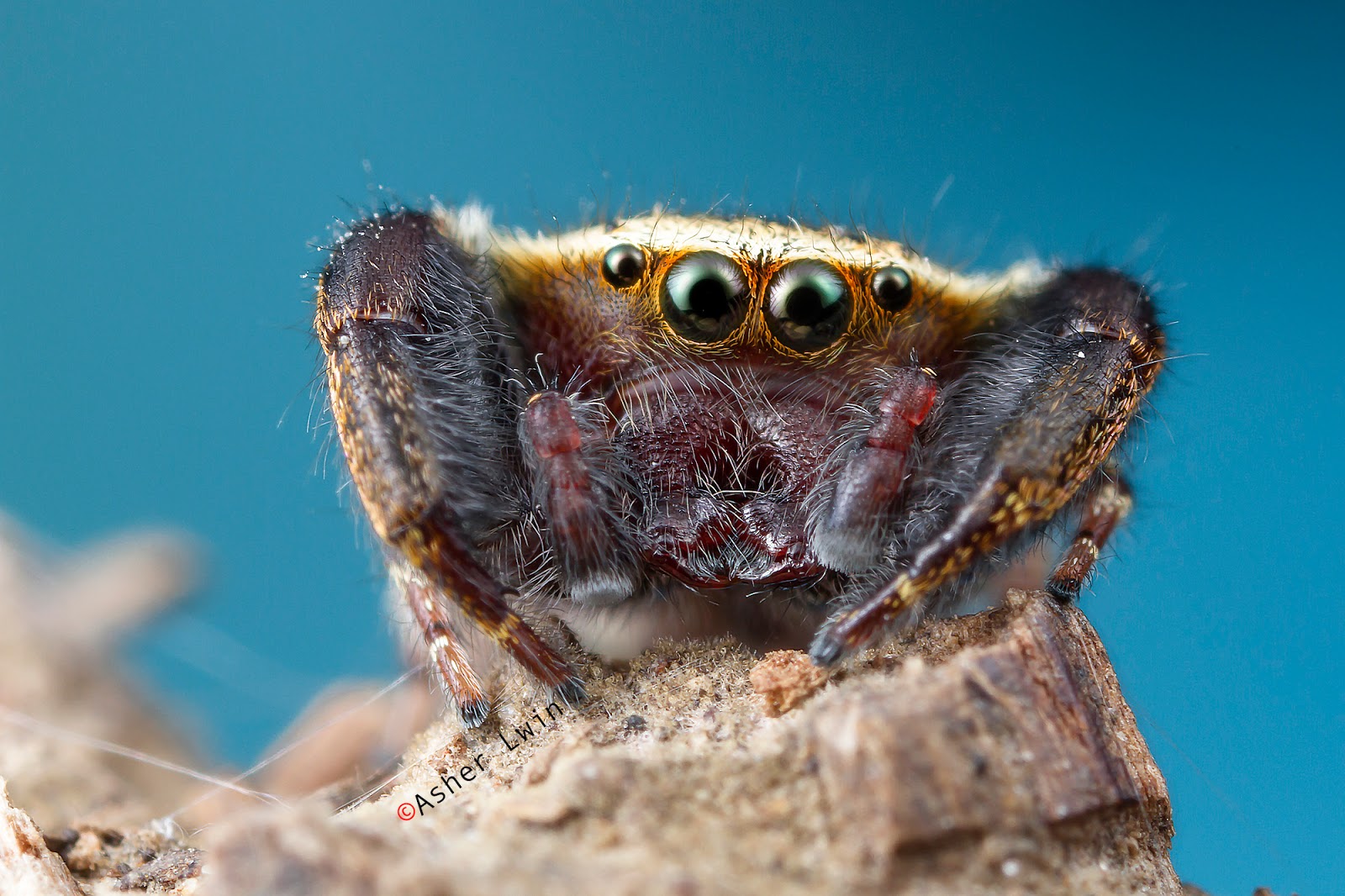 Asherlwin's Macro Gallery: Jumping Spider (Rhene sp.)