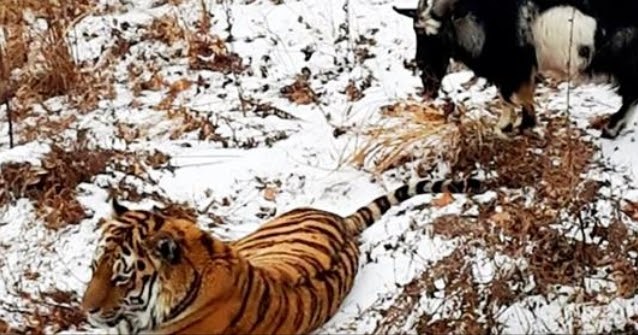 White Wolf : Tiger And Goat: A Lifesaving Friendship