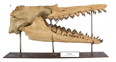 Species New to Science: [PaleoMammalogy • 2017] Coronodon havensteini ...