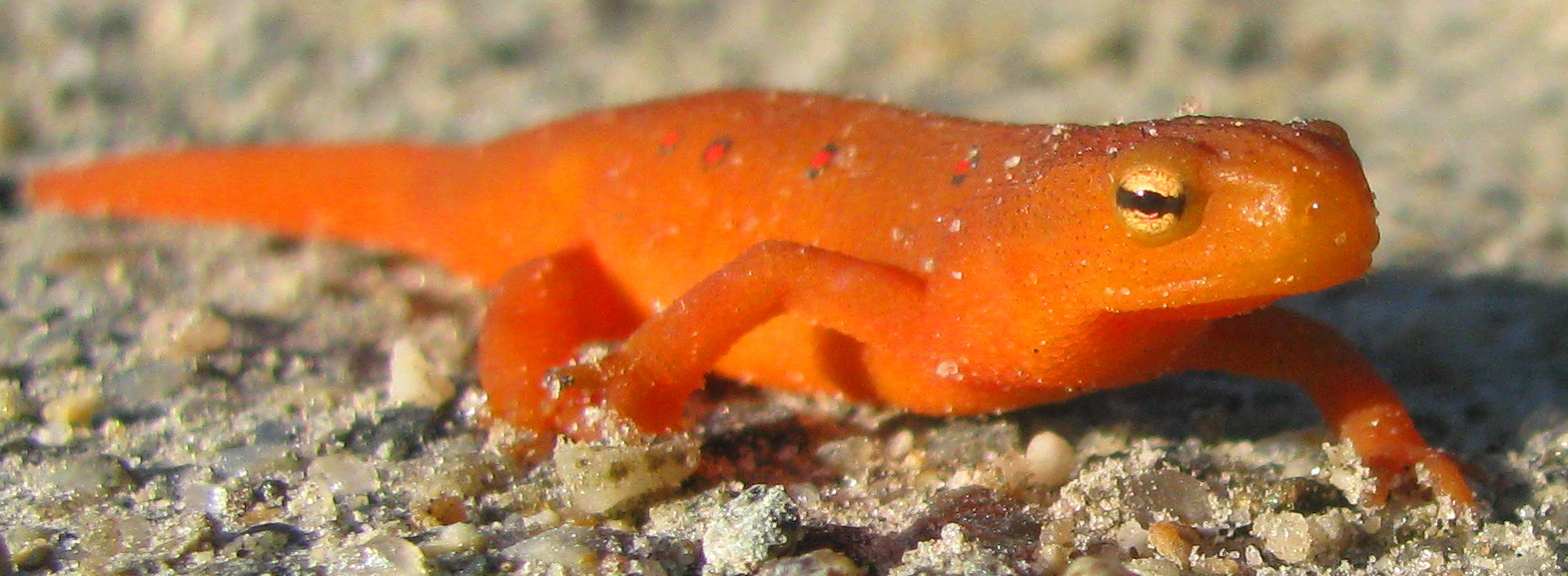 Seeks It's 2012 Appalachian Trail Journal : December 08, 2012 : Trail ...