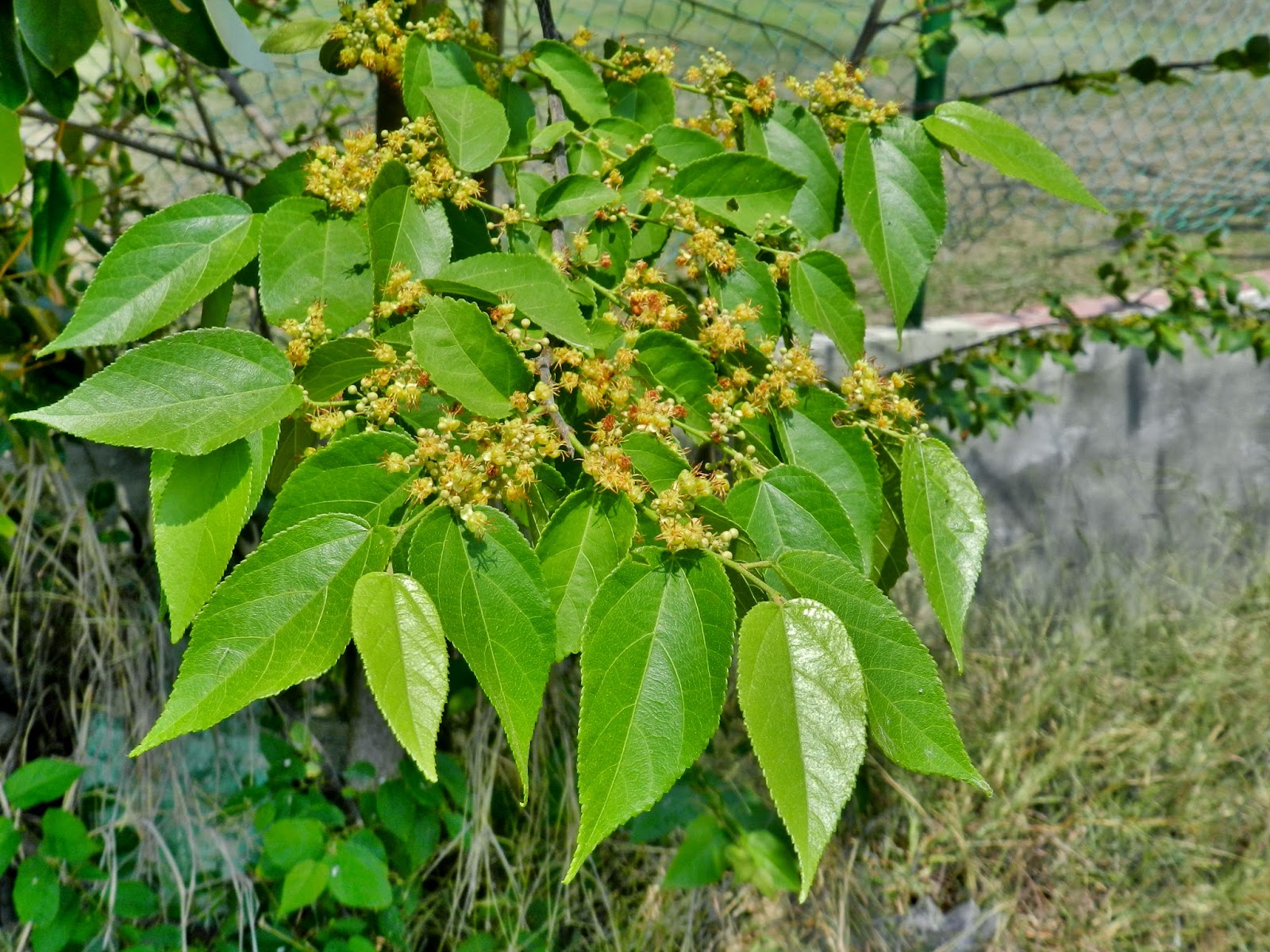 Santa Marta, sus especies vegetales : GUÁCIMO (Guazuma ulmifolia Lam)