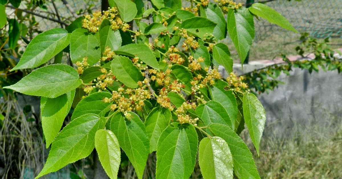 Santa Marta, sus especies vegetales : GUÁCIMO (Guazuma ulmifolia Lam)
