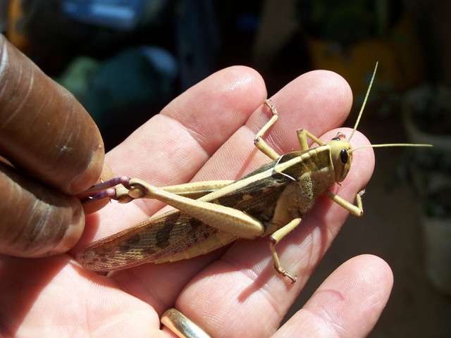 HIMAfrica-HIMIndia: Kasempa and Chililabombwe