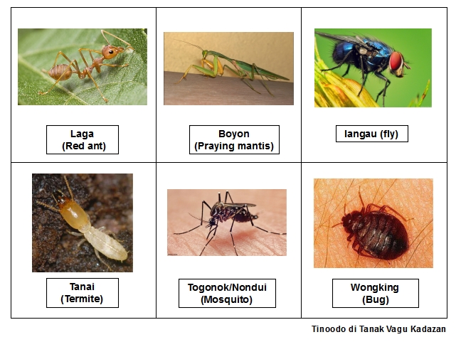 Tanak Vagu Kadazan Dusun: Tazam Onini om Tongotombozungus (small ...