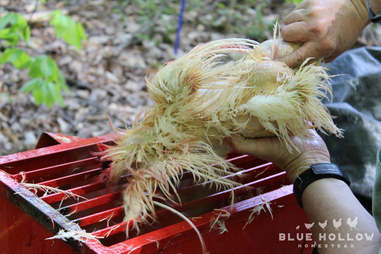 Processing Chicken: Real Life Farm to Table
