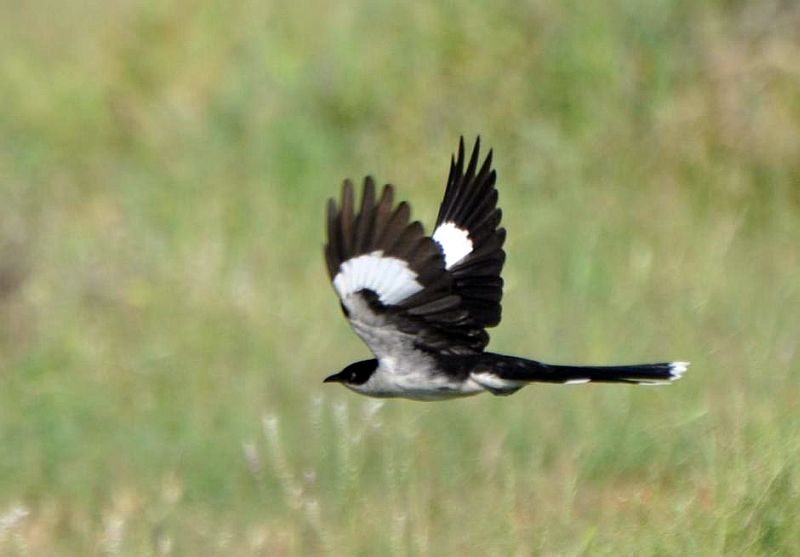 Pied Crested Cuckoo - ARUNACHALA BIRDS