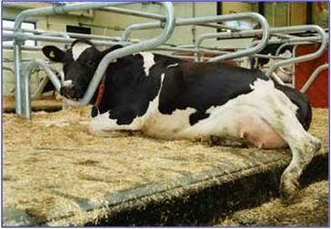 Mastitis en bovinos lecheros: MASTITIS