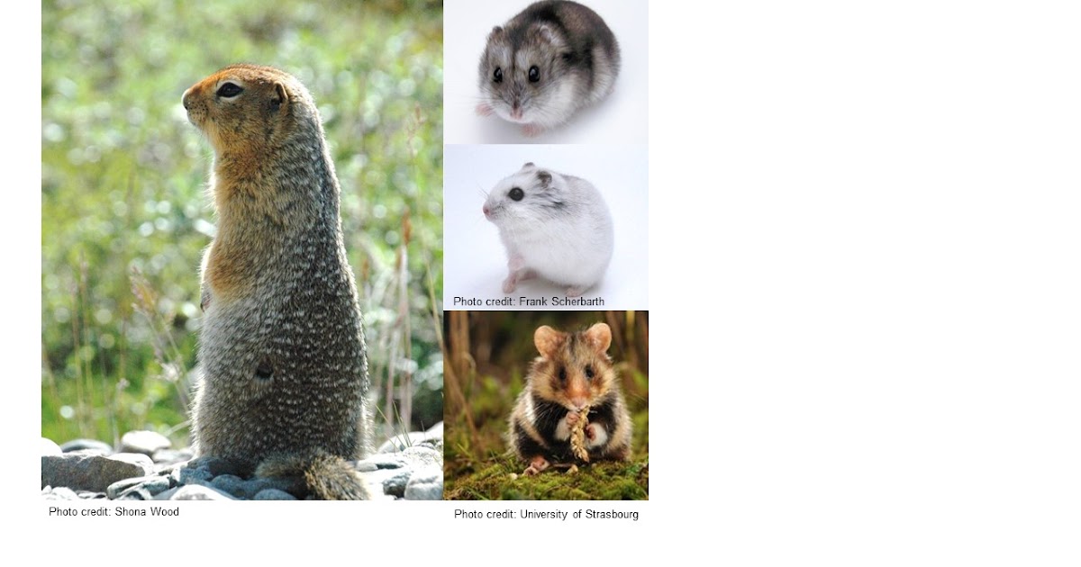 Two PhD studentships available in Arctic Chronobiology and Physiology Two PhD studentships available in Arctic Chronobiology and Physiology
