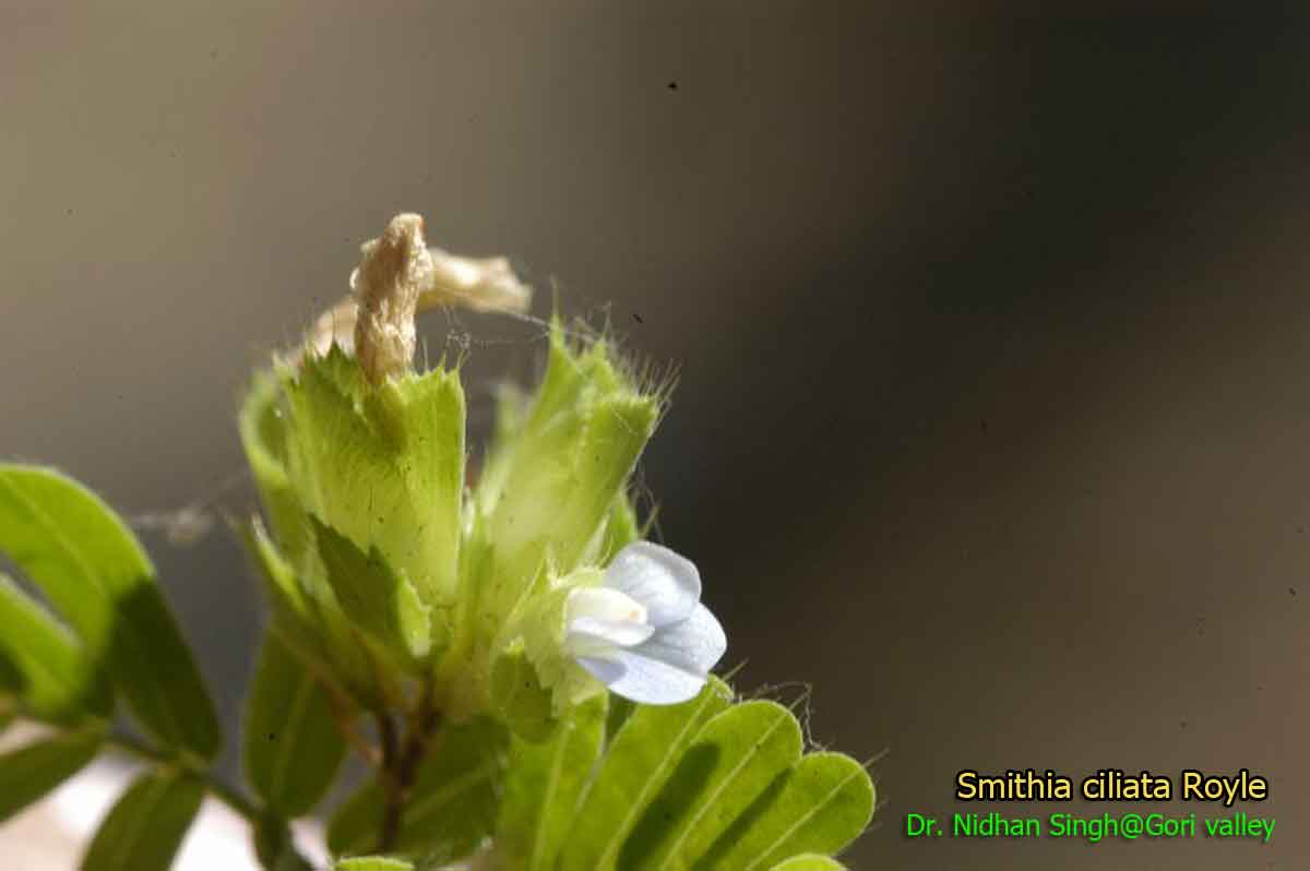 Medicinal Plants: Smithia ciliata