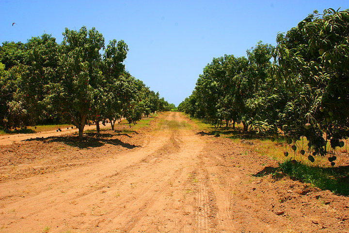 MANGO-MARKET-REPORT: BRAZIL MANGO GROVE