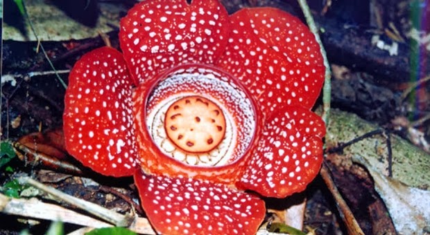 4 Bunga Paling Unik Di Dunia | Terselubung 8