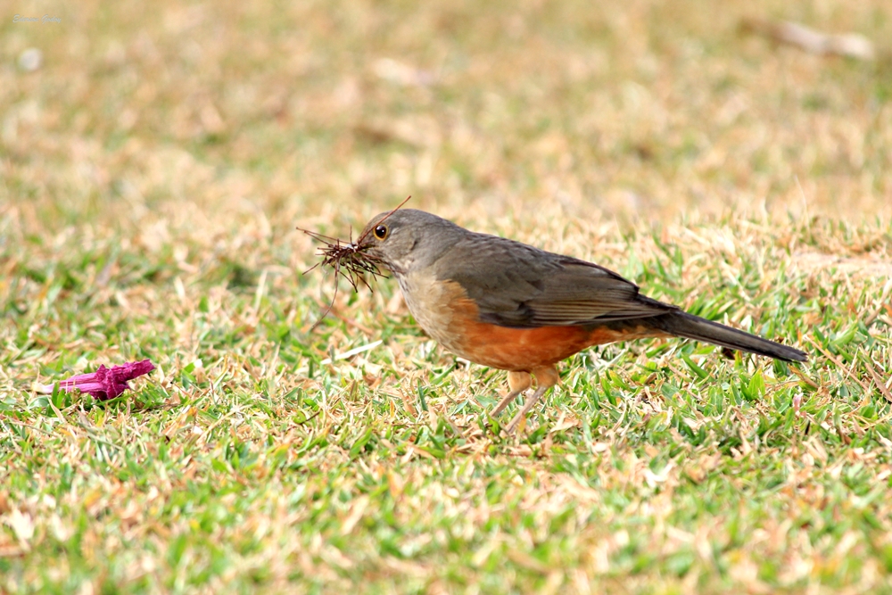 Verdenovo: Você sabia do sabiá?