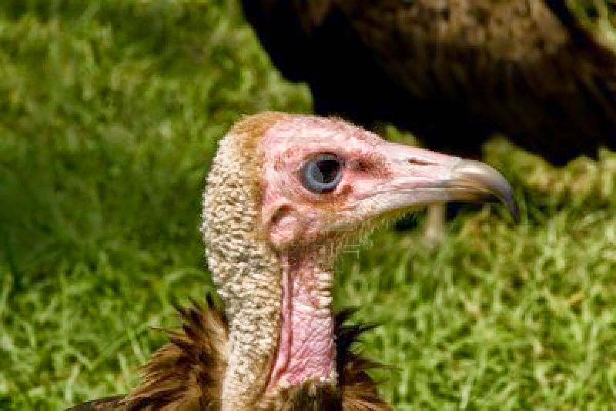 Fieggentrio: De kale gier.