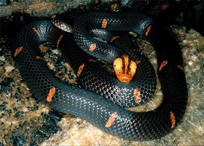 Serpent Research: A second species of Azemiops (Viperidae)