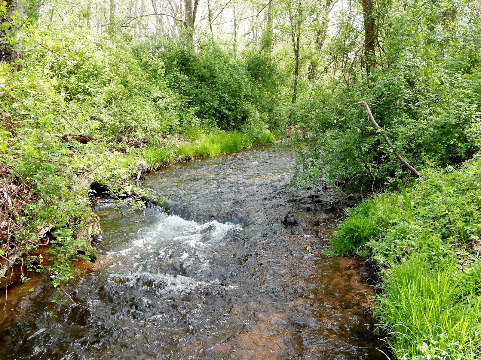 Small Stream Reflections: In The Riffles