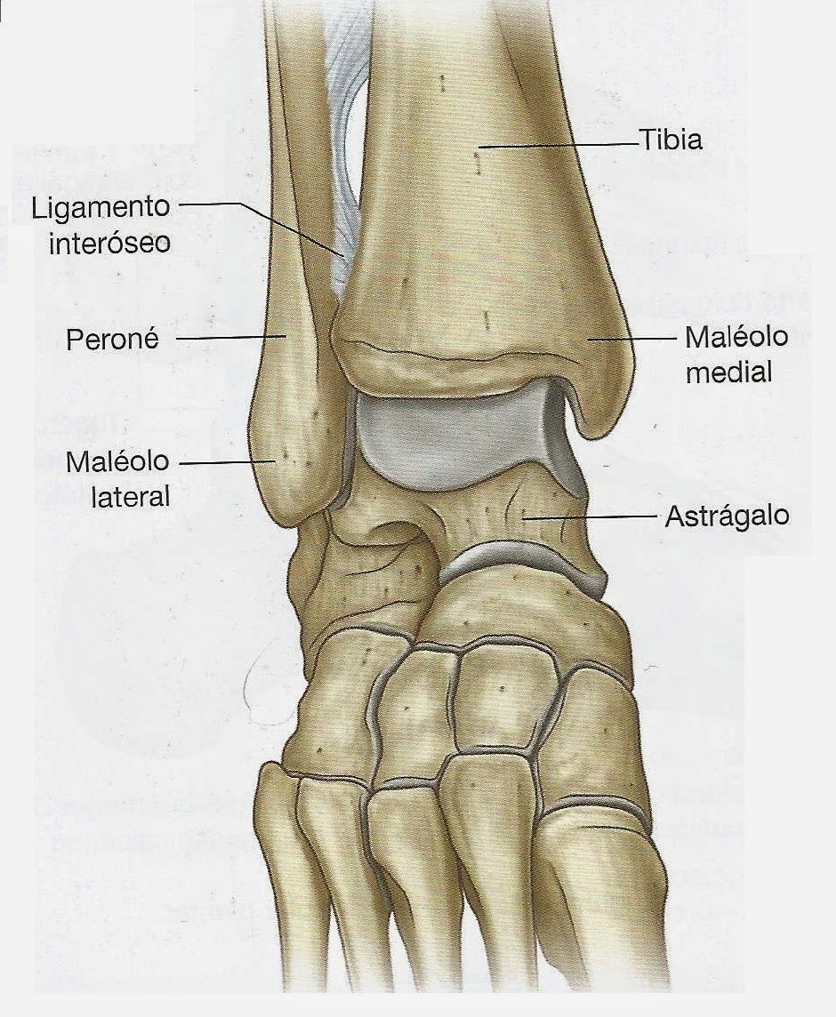 MORFOFISIOLOGÍA I: ANATOMÍA