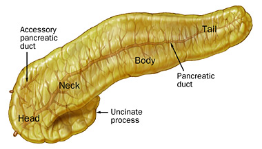 Diabetes Mellitus Full Guide: Anatomy of Pancreas