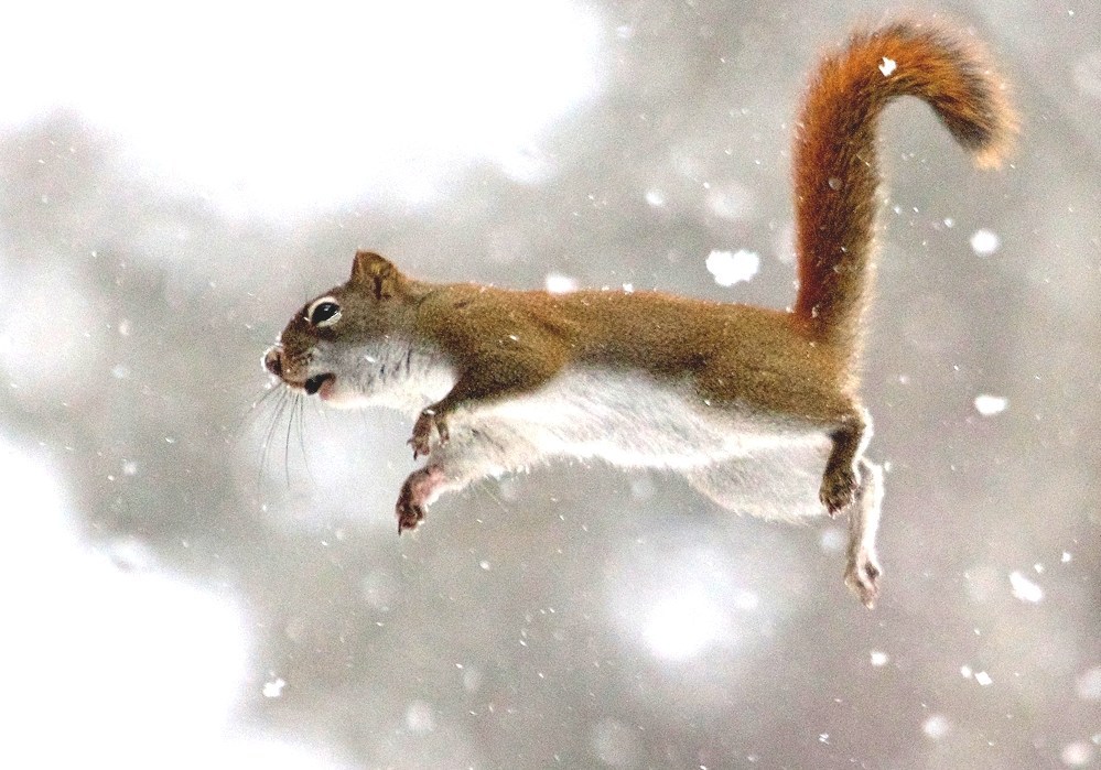 Northern Flying Squirrel - Flying Squirrel Minnesota