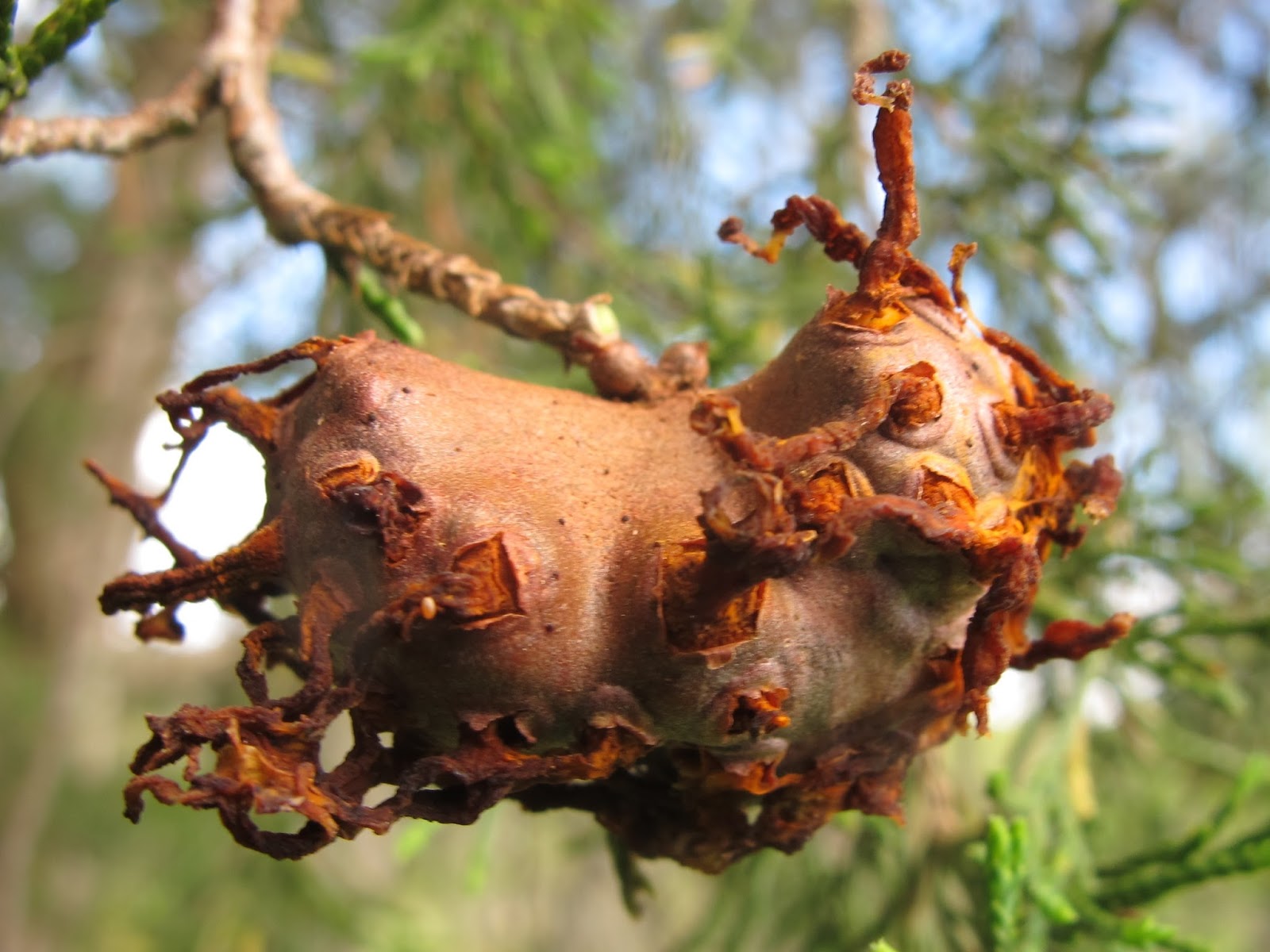Blue Jay Barrens: Apple Cedar Rust Gall