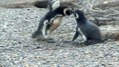 TOPAZ HORIZON: Penguin fight and the best comment thread ever