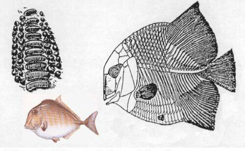 LAND OF THE DEAD: TAKE TWO FOSSILS AND CALL ME IN THE MORNING