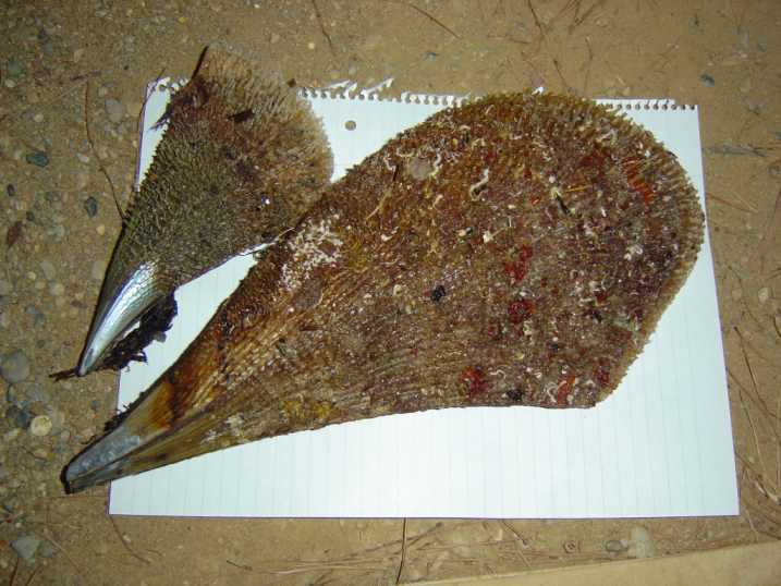 Poznávačka: Měkkýši