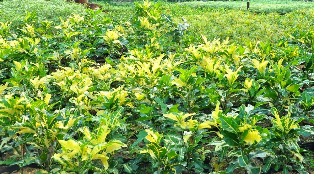 Jual aneka pohon puring | jet, terang bulan, bor, balli, mas, jengkol ...