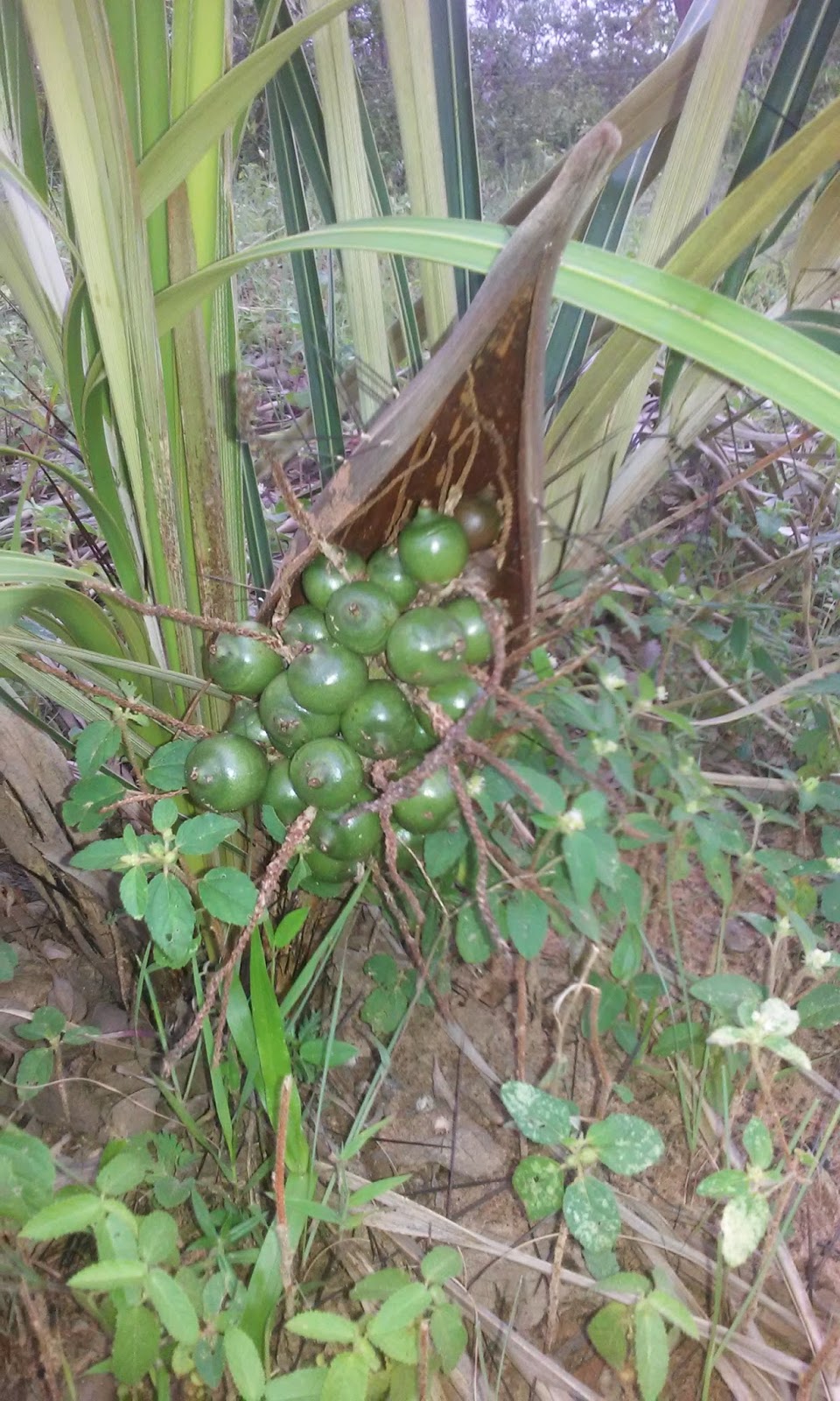 Captura Natureza: cocô tucum,javali ,porcos do mato se alimentam deles ...