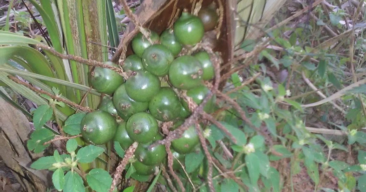 Captura Natureza: cocô tucum,javali ,porcos do mato se alimentam deles ...