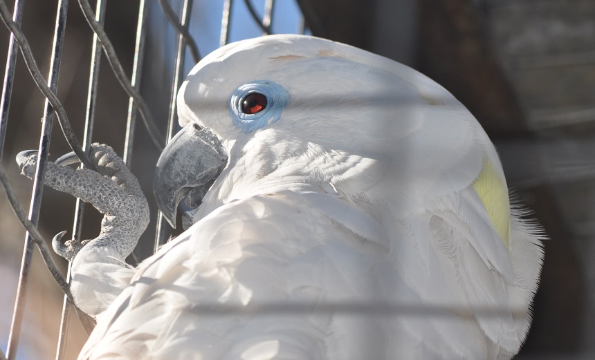 ZOOTOGRAFIANDO (6.100 ANIMALS): CACATÚA OFTÁLMICA / BLUE-EYED COCKATOO ...