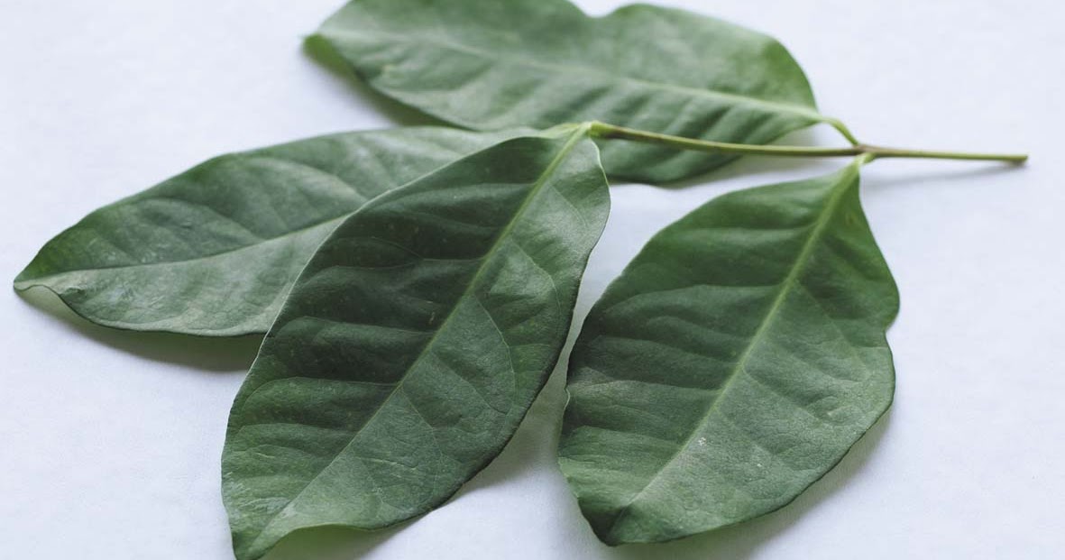 10 Daun-Daunan dan Ramuan Tradisional Untuk Menurunkan Kolesterol