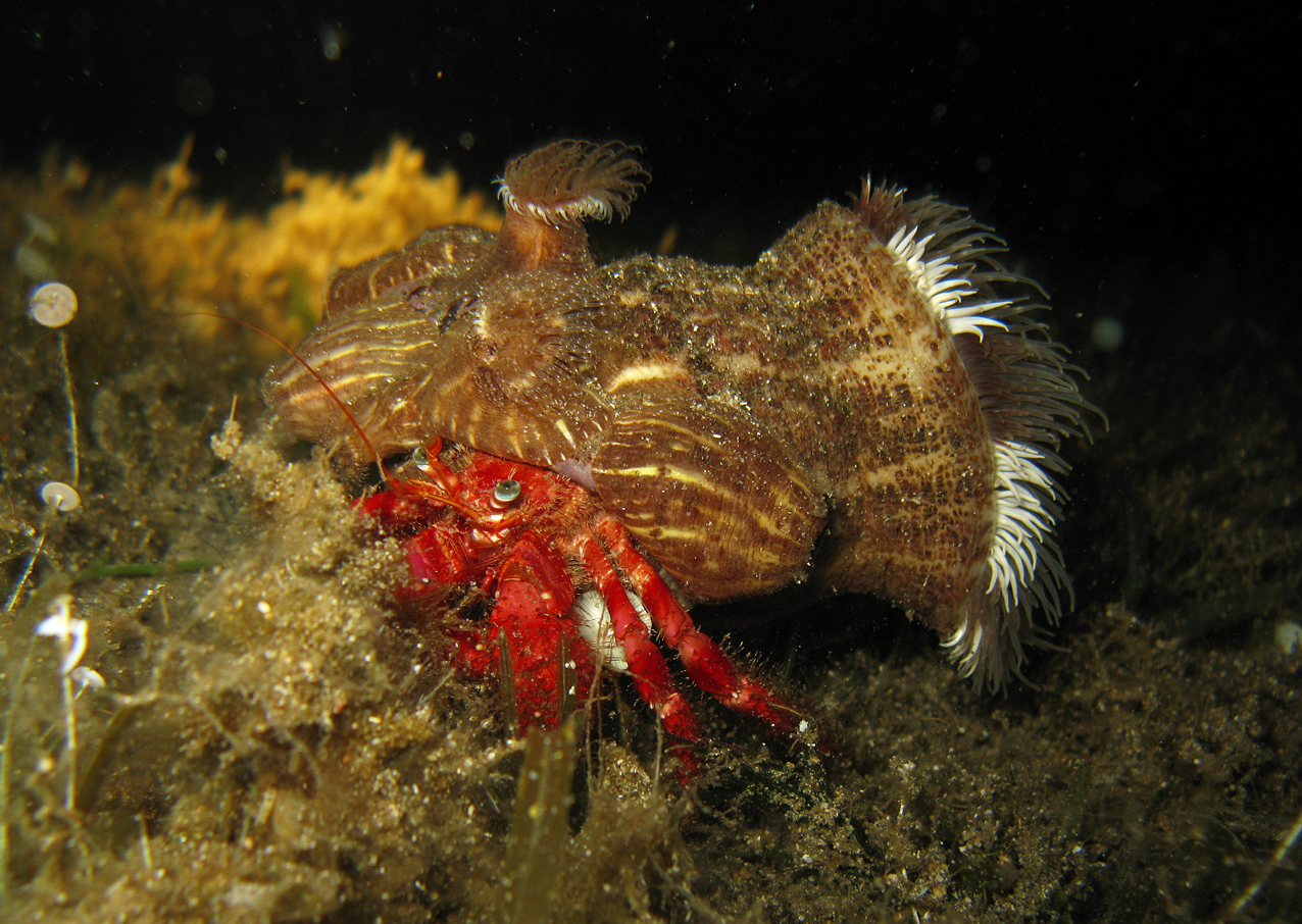 Kostas Ladas photography: Θαλάσσιοι Οργανισμοί