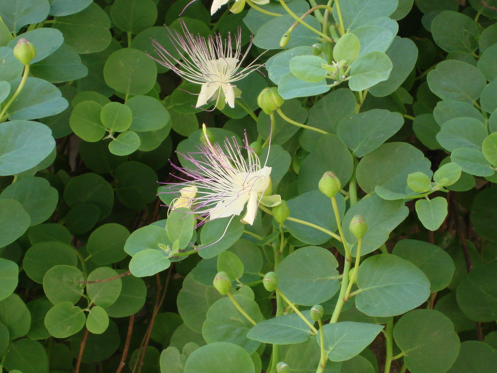 Nós, os Cachorros - No Japão: Plantas que curam: ALCAPARRA - Capparis ...