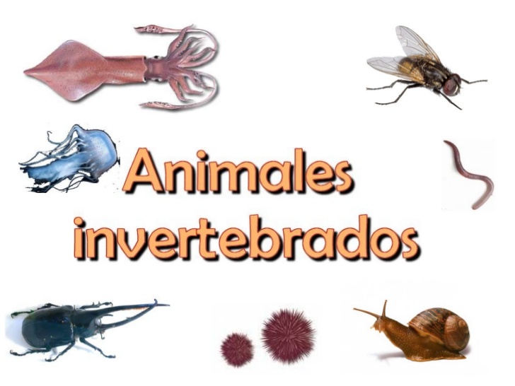 animales invertebrados: Animales Invertebrados.